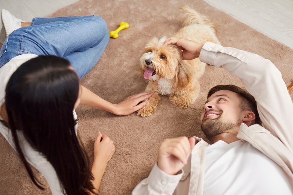 Pet Pharmacy for Dogs & Cats – Local Medication Libertyville & Vernon ...